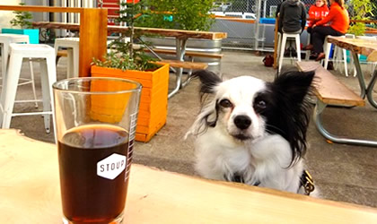 cheers-with-dog - junglecity.com